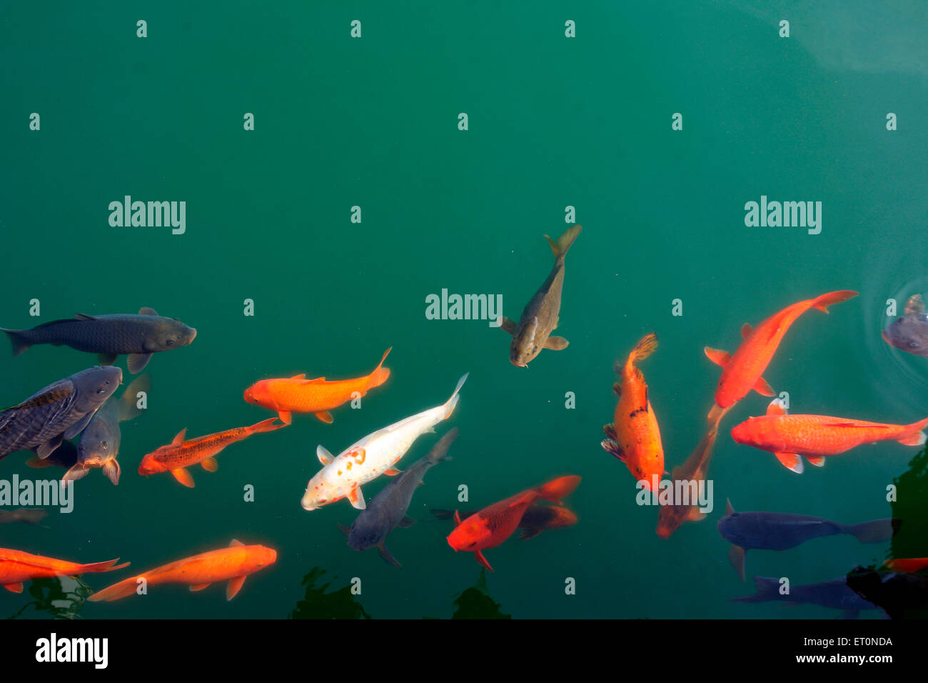 Orange Fishes Stock Photos & Orange Fishes Stock Images - Alamy