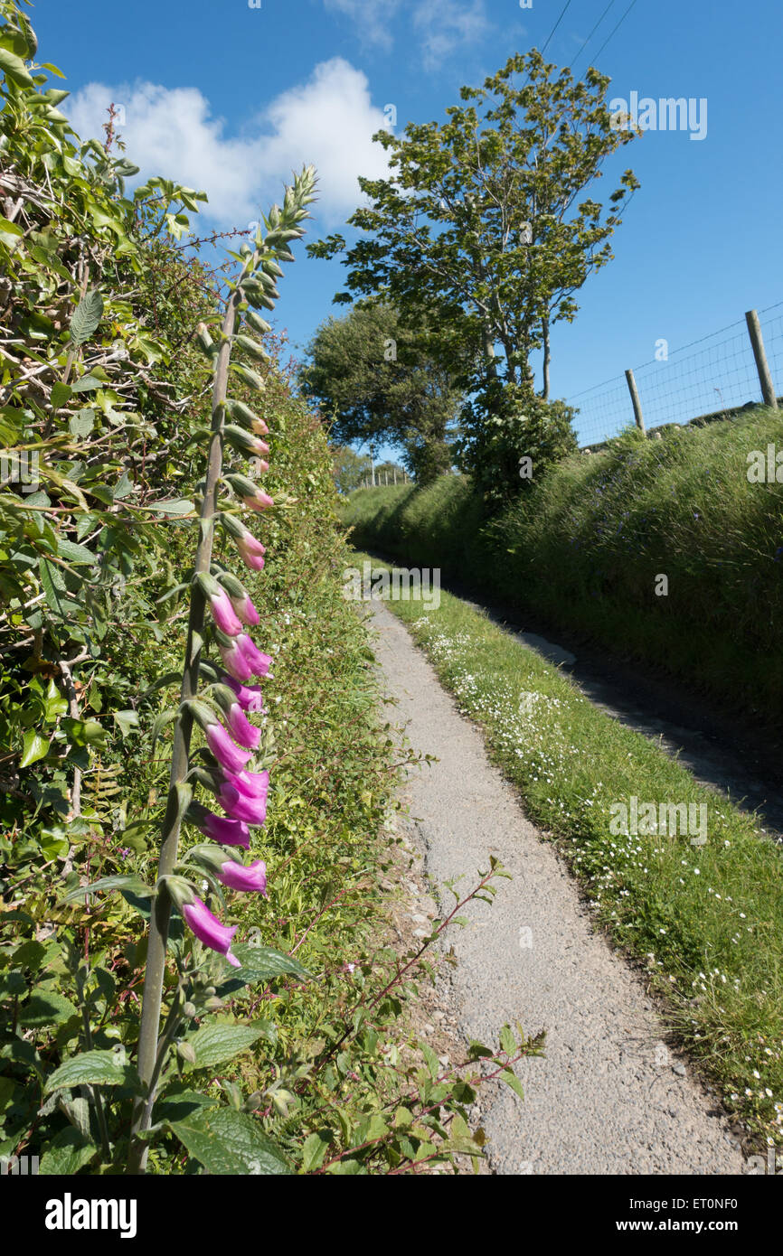 Sunny lane hi-res stock photography and images - Alamy
