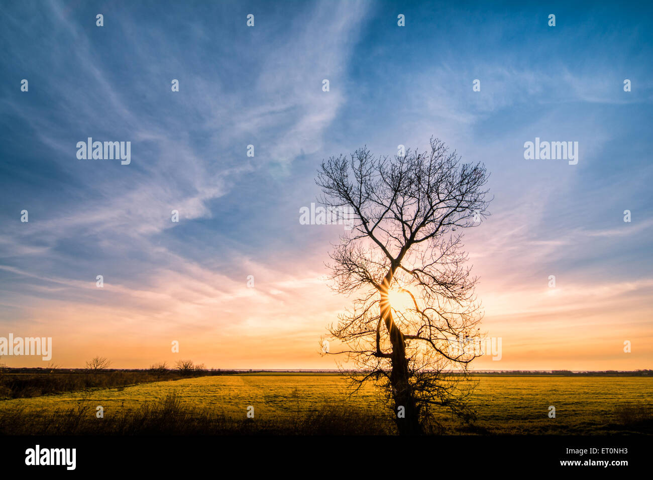 Tree with sun rays hi-res stock photography and images - Alamy