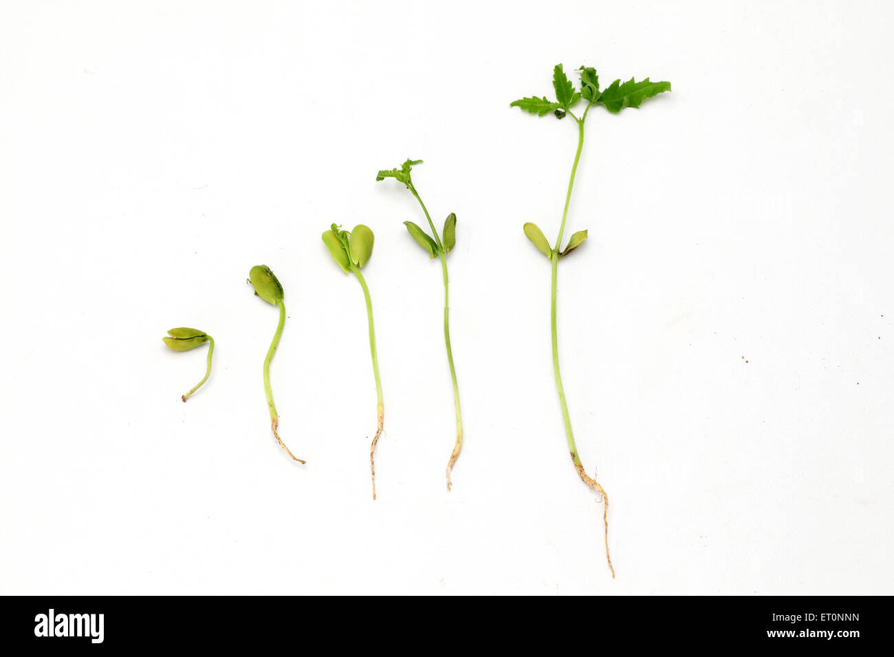 Plant Bud Stages High Resolution Stock Photography and Images - Alamy