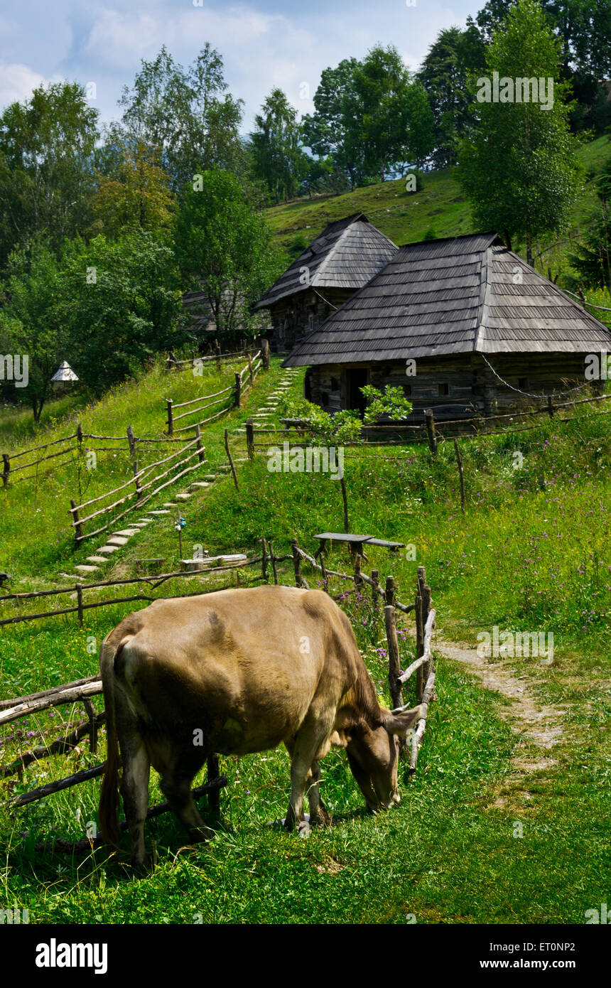 Cow animal domestic house natural hi-res stock photography and images ...