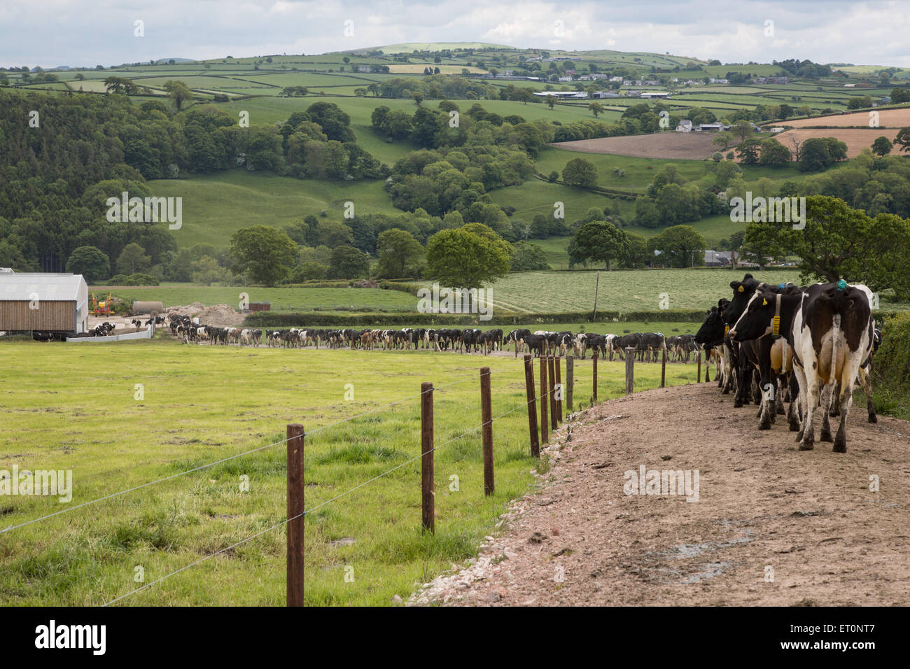 Cattle lane hi-res stock photography and images - Alamy