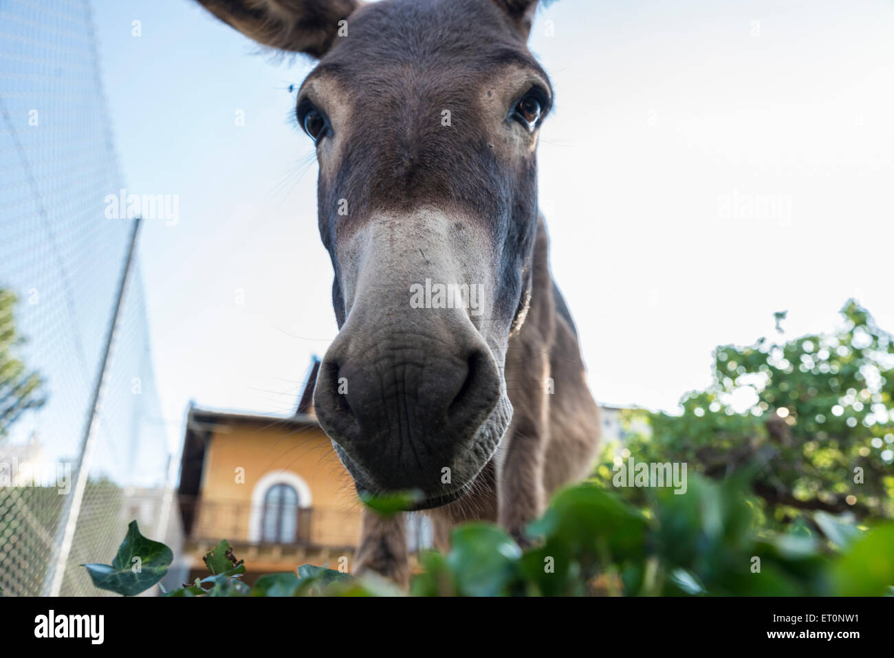 Closeup of a donkey looking at camera Stock Photo - Alamy