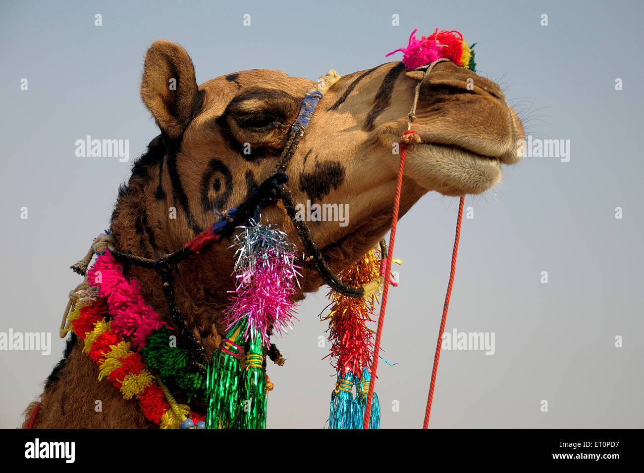 Decorated Camel High Resolution Stock Photography and Images - Alamy