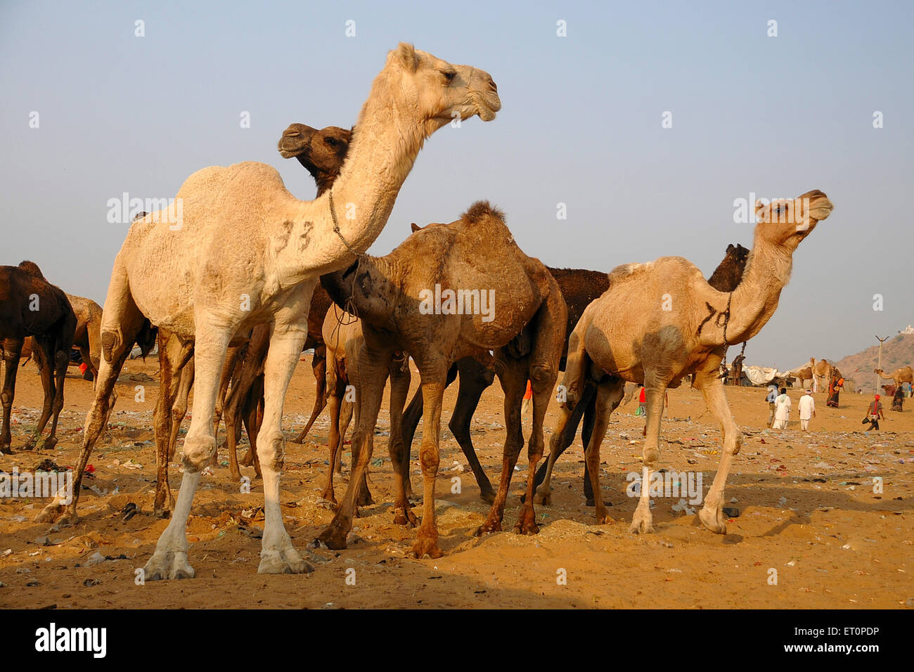 Mammals with camels hi-res stock photography and images - Alamy