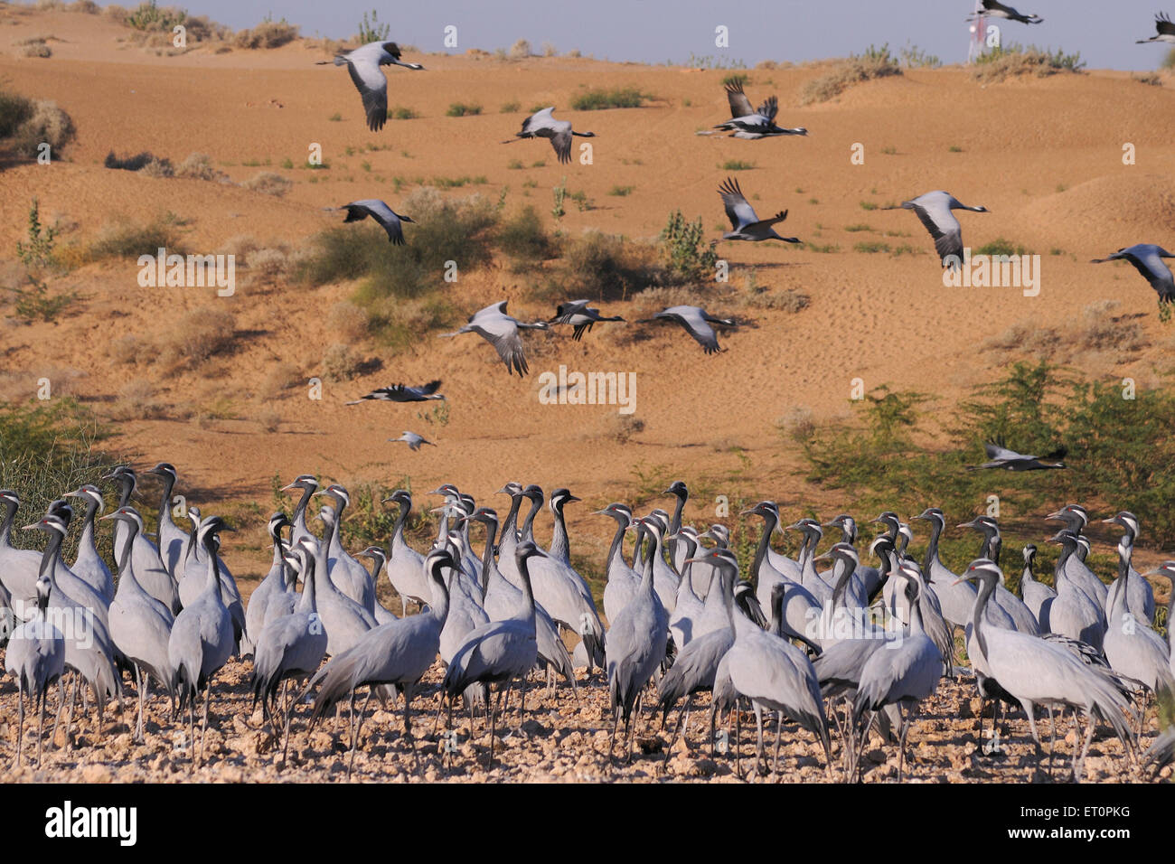 Demoiselle Crane bird, Grus virgo, Koonj, Kurjaa, Khichan, Kheechan ...
