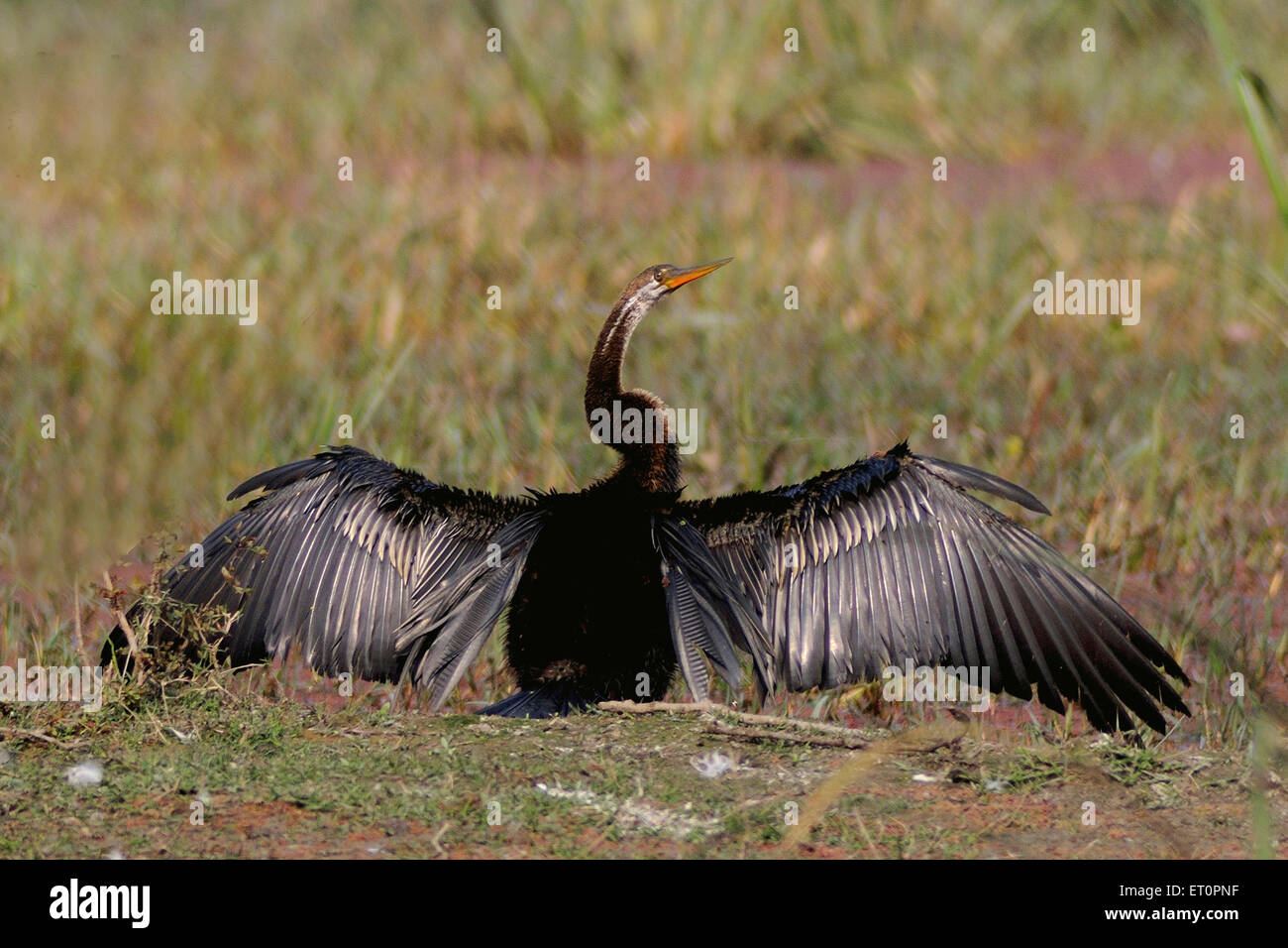 Birds ; snake bird or darter anhinga melanogaster spreading feathers ...