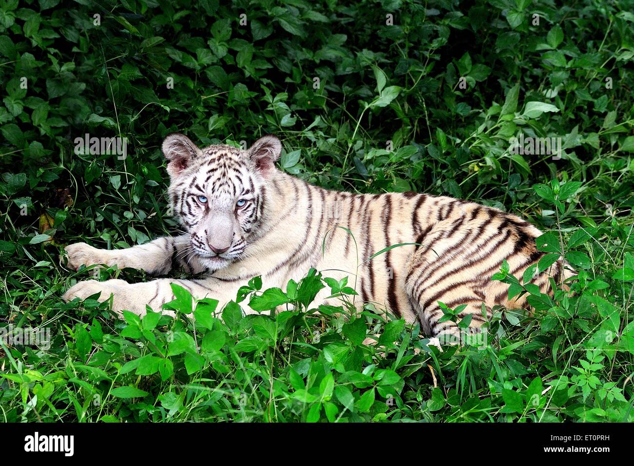 Flesh eating animals hi-res stock photography and images - Alamy