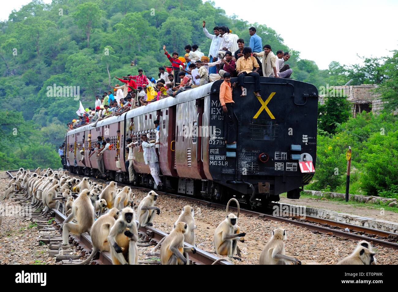Monkeys on roof hi-res stock photography and images - Alamy