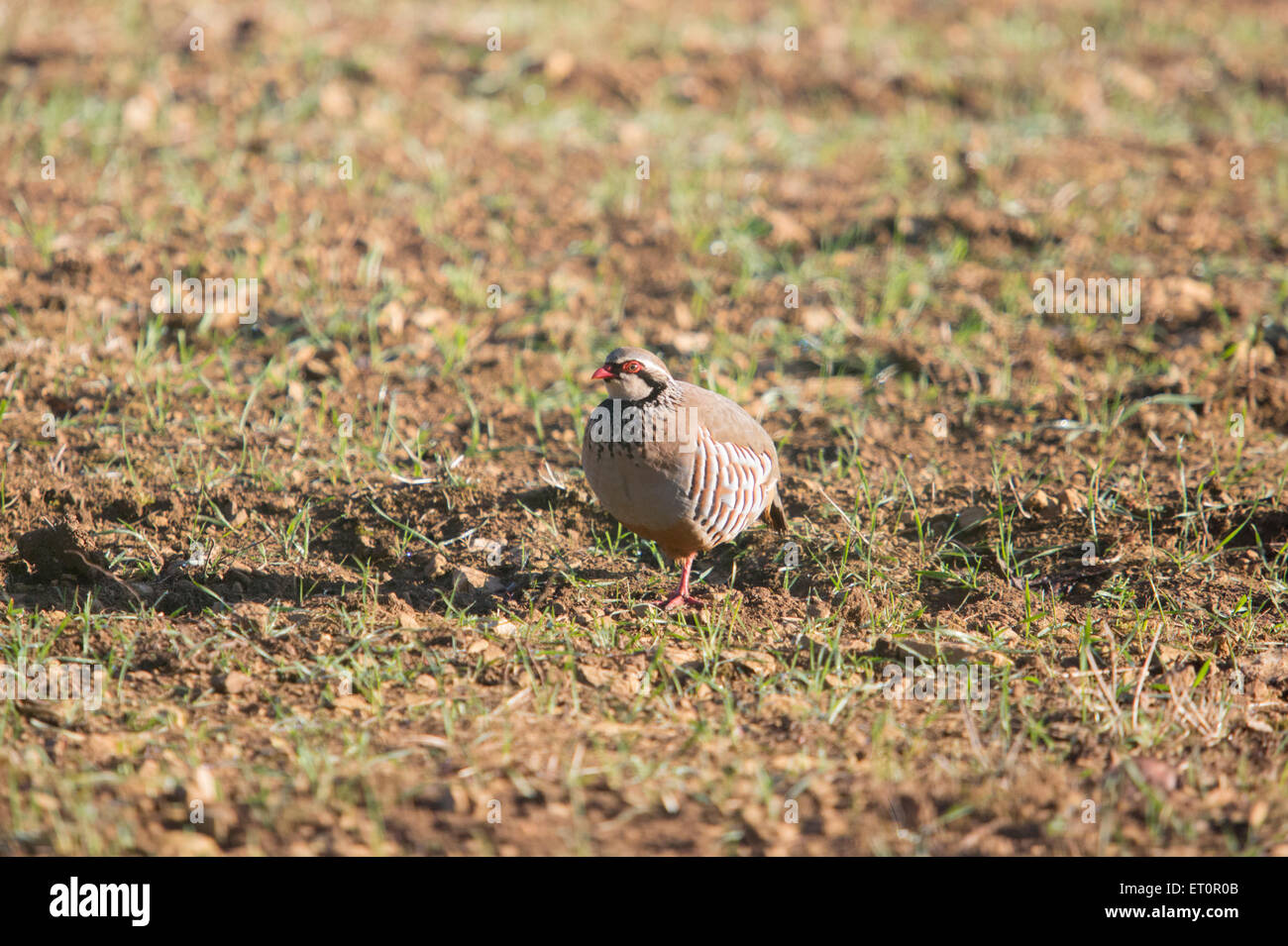 Red-legged partridge, Cotswolds, England Stock Photo - Alamy