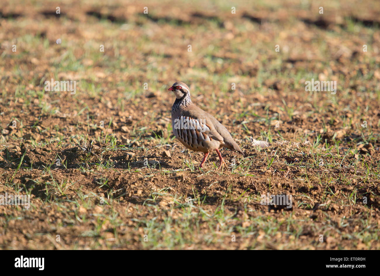 Red-legged partridge, Cotswolds, England Stock Photo - Alamy