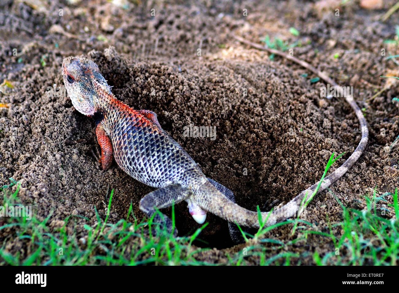 Chameleon laying egg, Chameleons, chamaeleons, Chamaeleonidae, laying ...