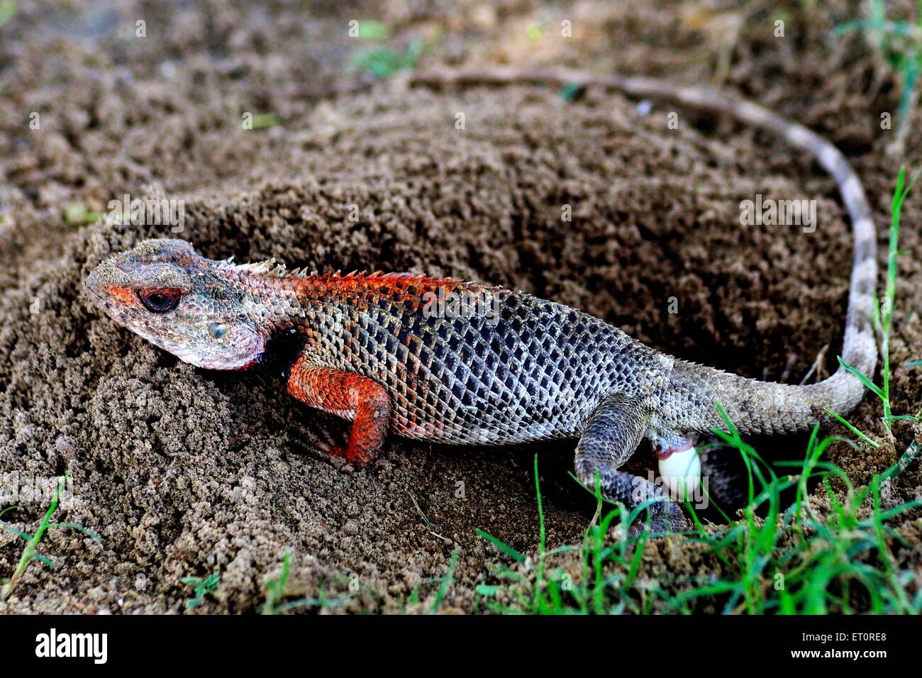 Chameleon Egg Stock Photos & Chameleon Egg Stock Images - Alamy