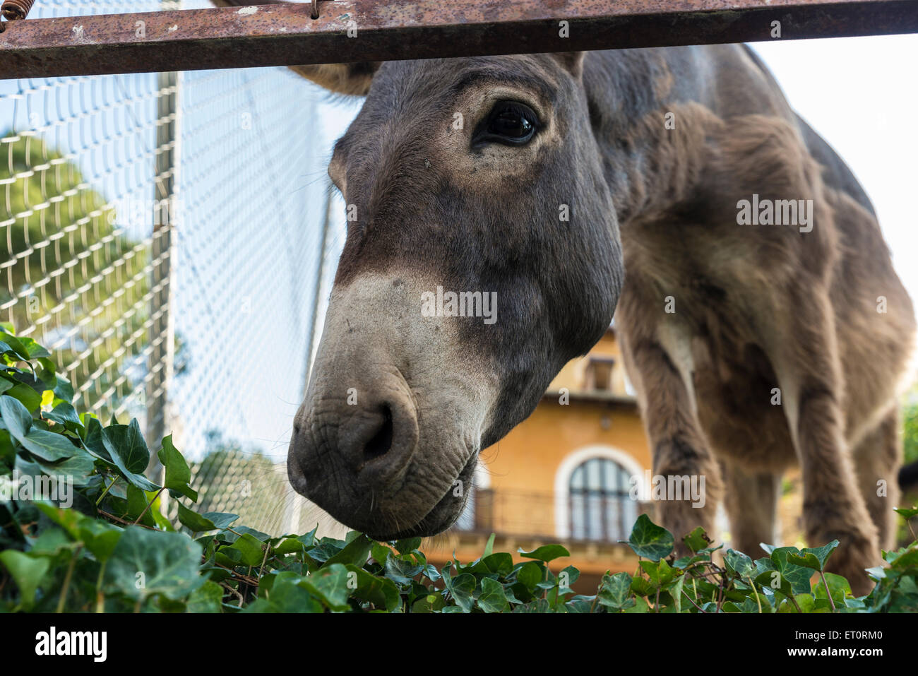 Closeup of a donkey looking at camera Stock Photo - Alamy