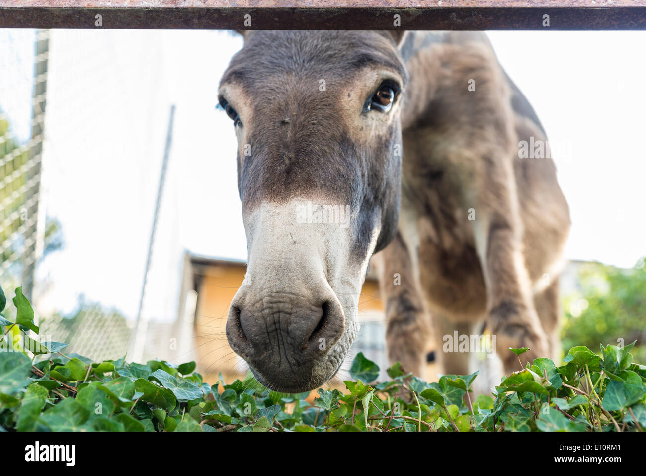 Closeup of a donkey looking at camera Stock Photo - Alamy