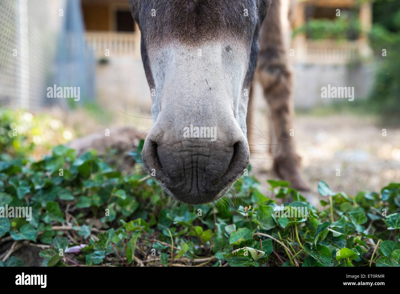 Equine snout hi-res stock photography and images - Alamy