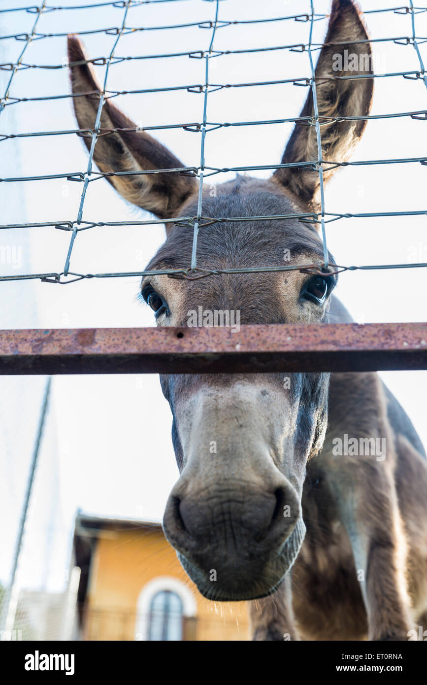 Closeup of a donkey looking at camera Stock Photo - Alamy