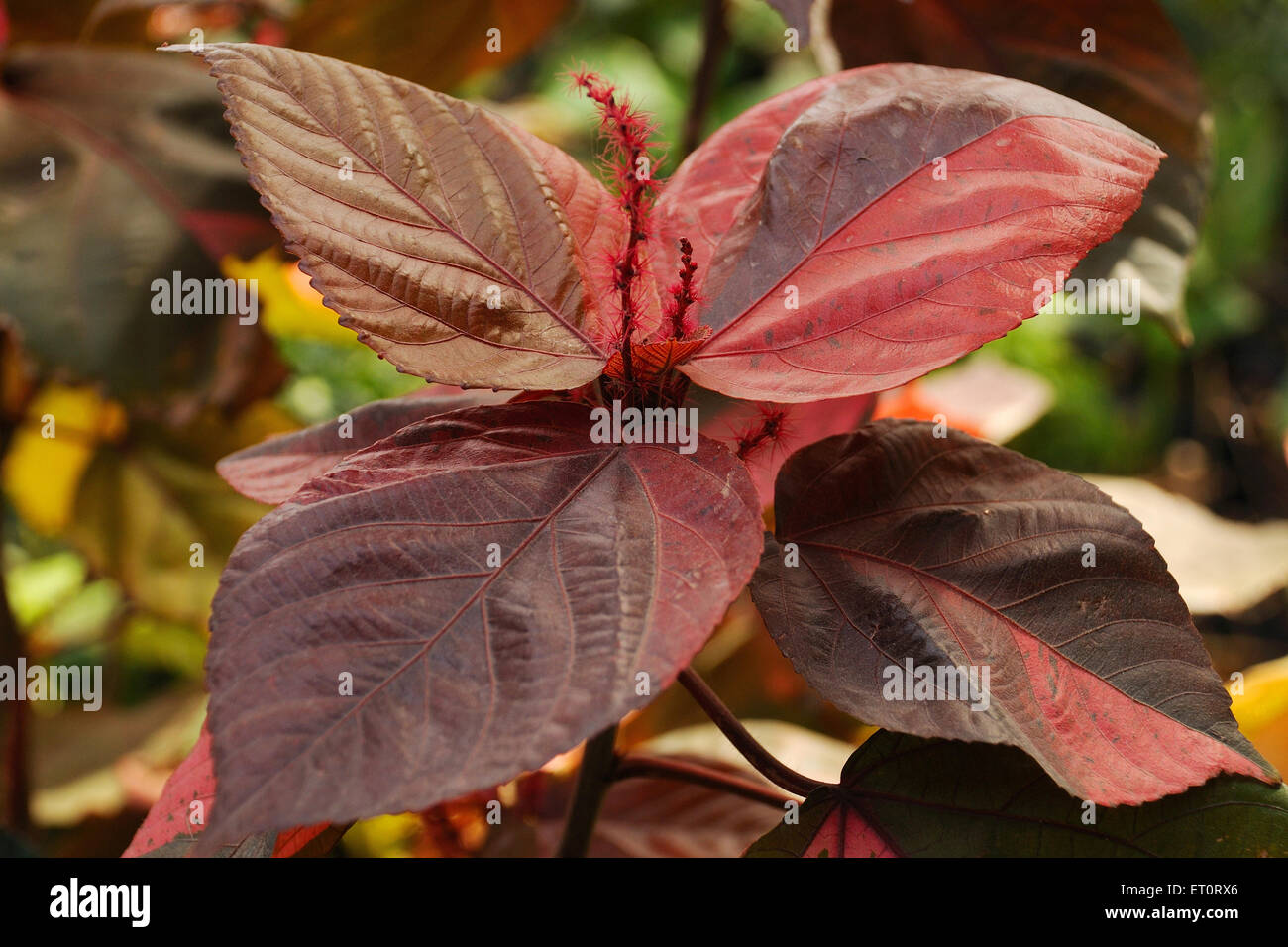 Photos leaf hi-res stock photography and images - Alamy