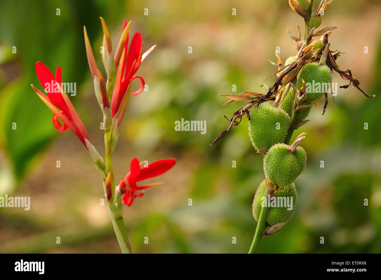 Gladiolus flower, flowering plant, sword lily Stock Photo - Alamy