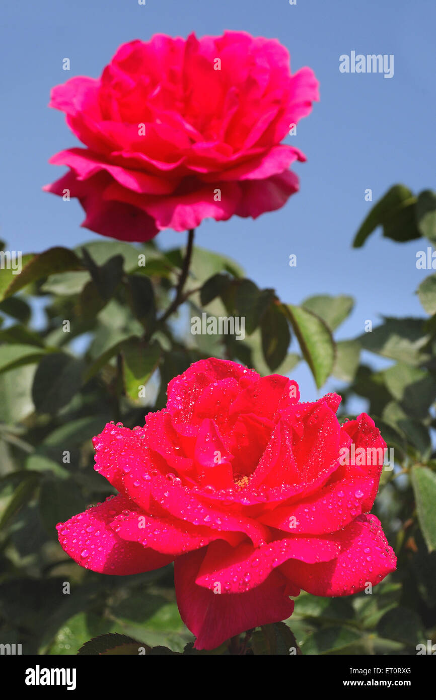 Dewdrops roses hi-res stock photography and images - Alamy