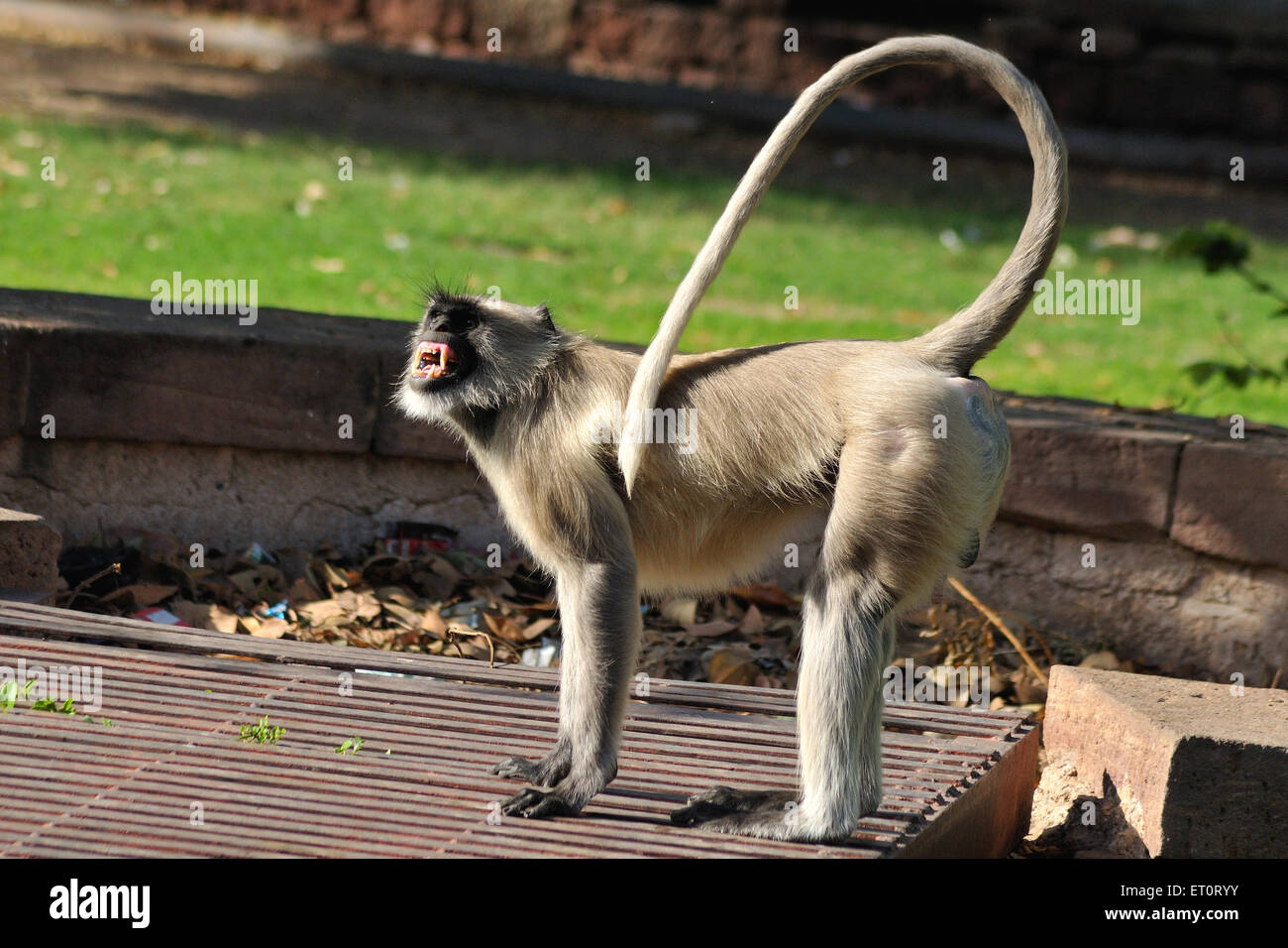 Common Langur , Gray Langur , Hanuman Langur , Hanuman Monkey , sacred ...