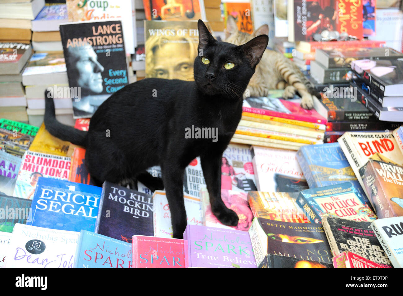 The black cat book hi-res stock photography and images - Alamy