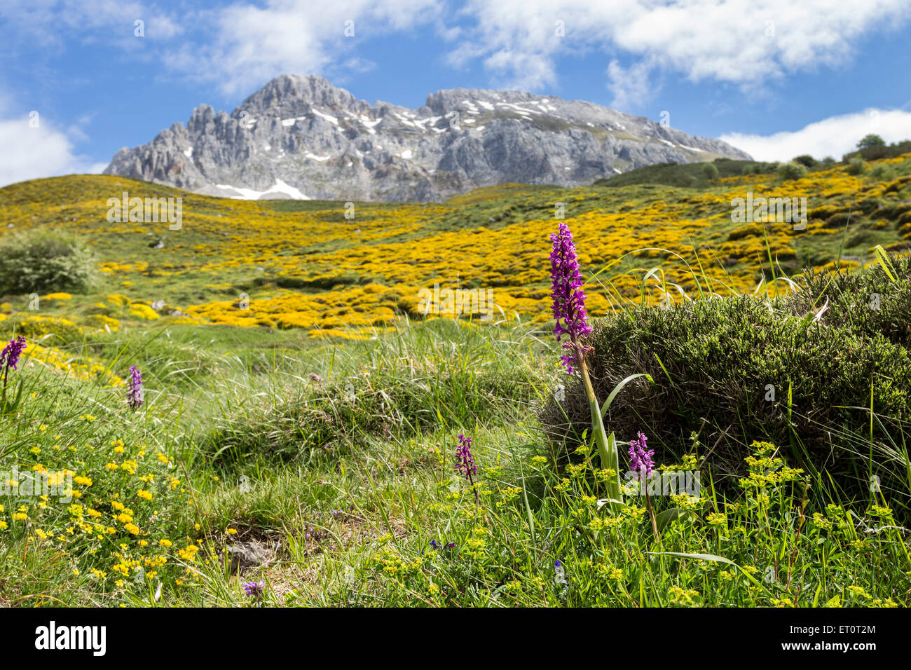 Picos de europa wild flowers hi-res stock photography and images - Alamy