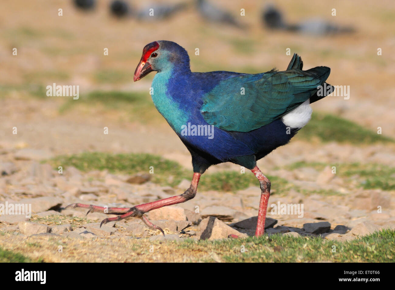 Indian moorhen hi-res stock photography and images - Alamy