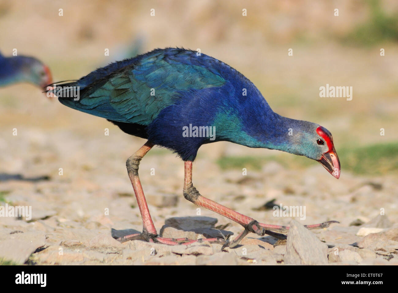 Indian moorhen hi-res stock photography and images - Alamy