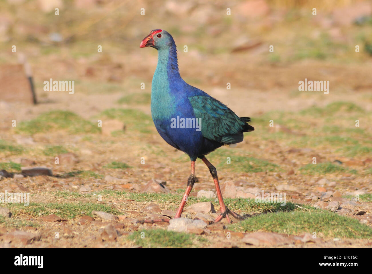 Indian moorhen hi-res stock photography and images - Alamy