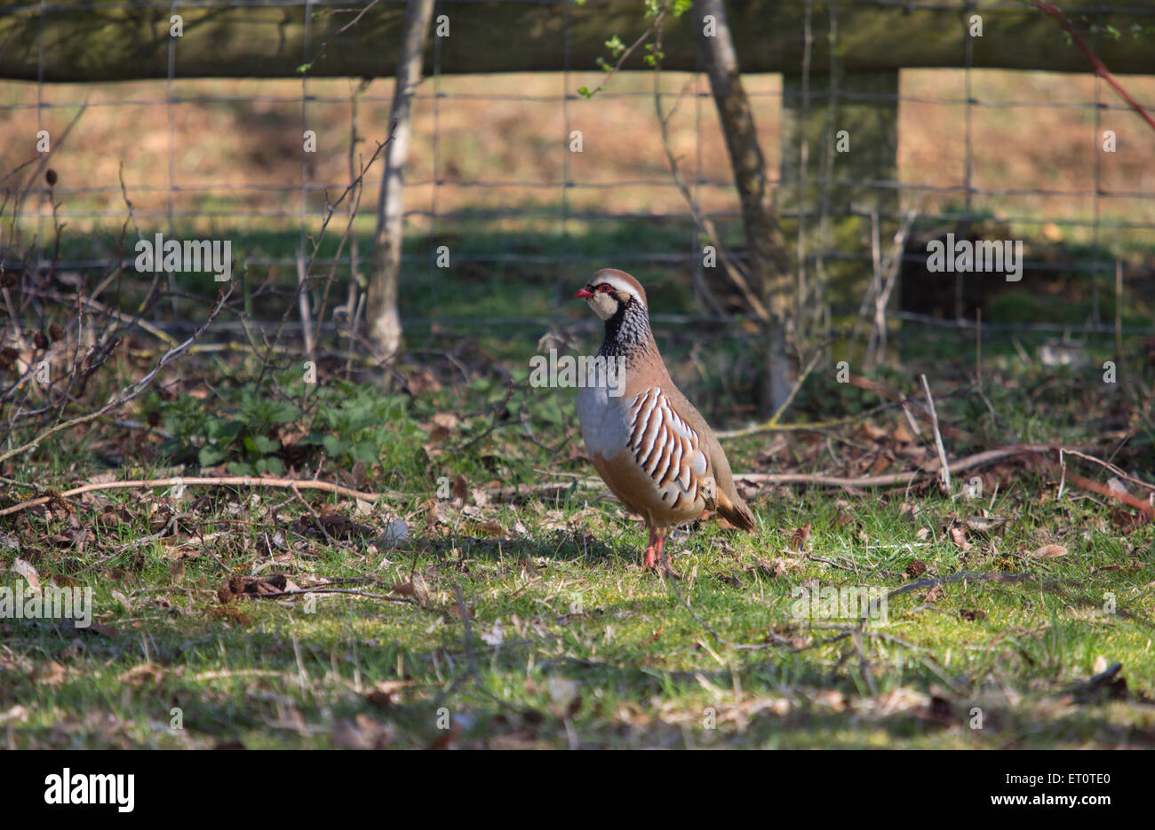 Red-legged partridge, Cotswolds, England Stock Photo - Alamy
