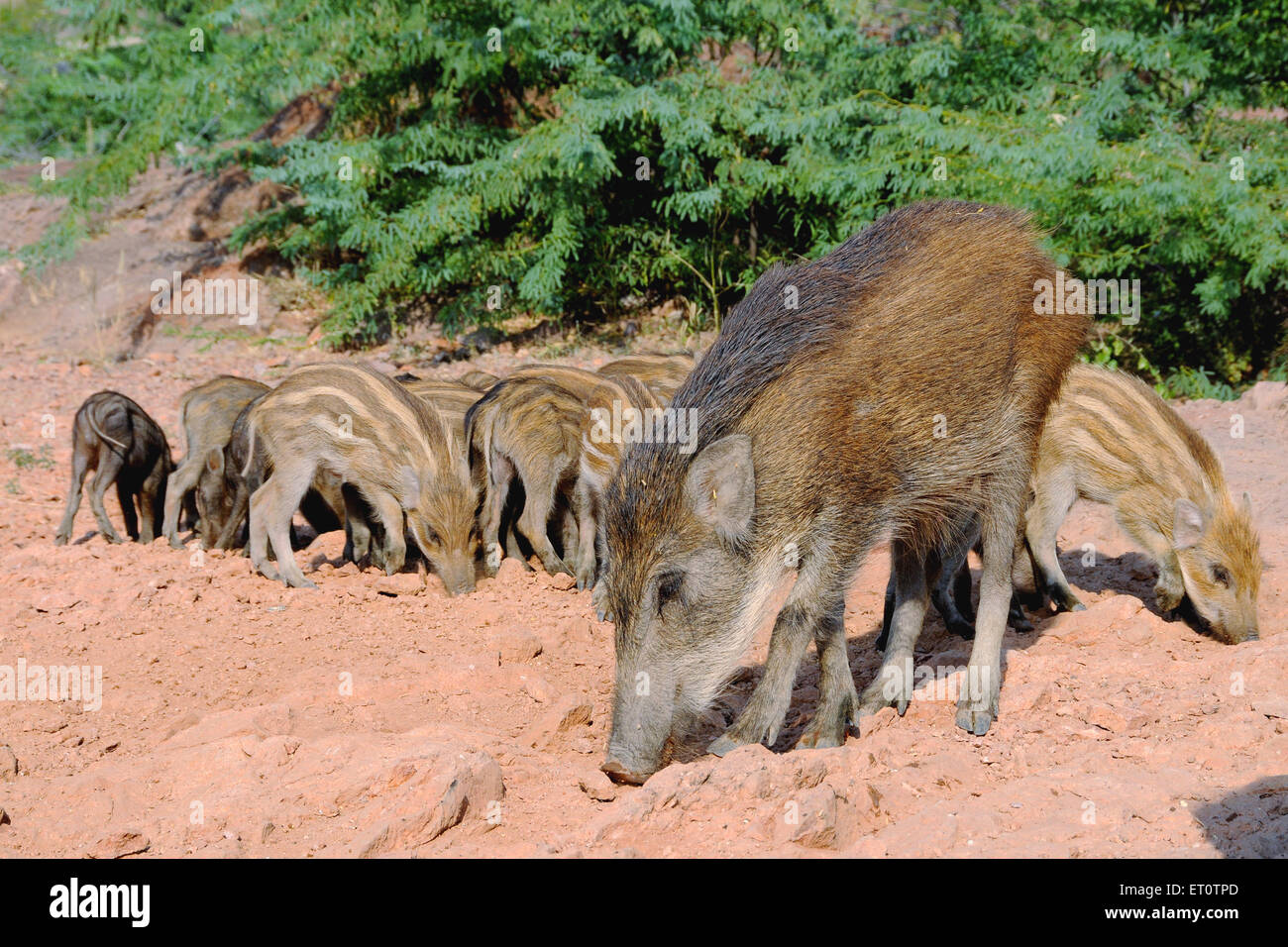 Indian pig hi-res stock photography and images - Alamy