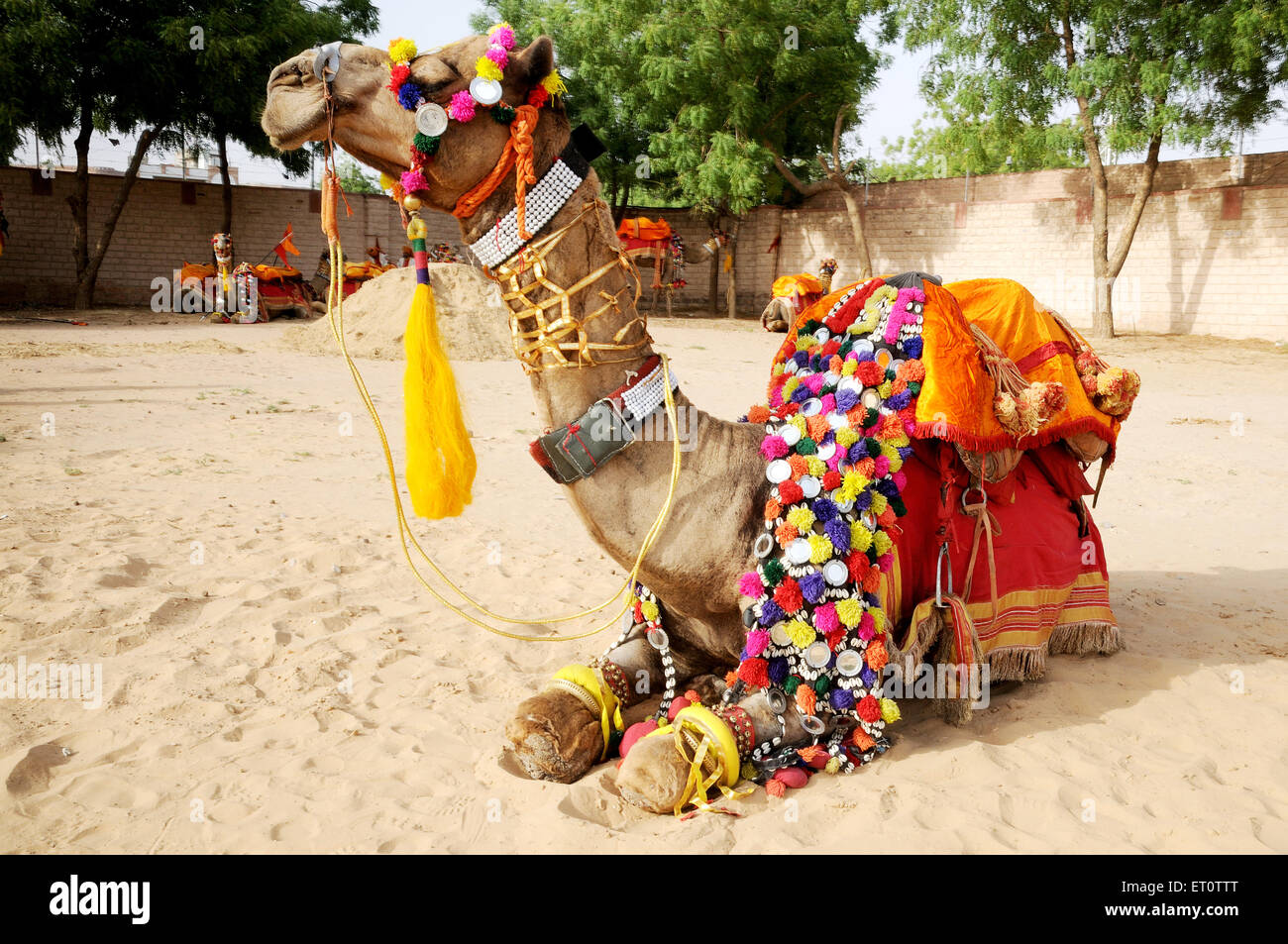 Decorated camel sitting, India Stock Photo - Alamy