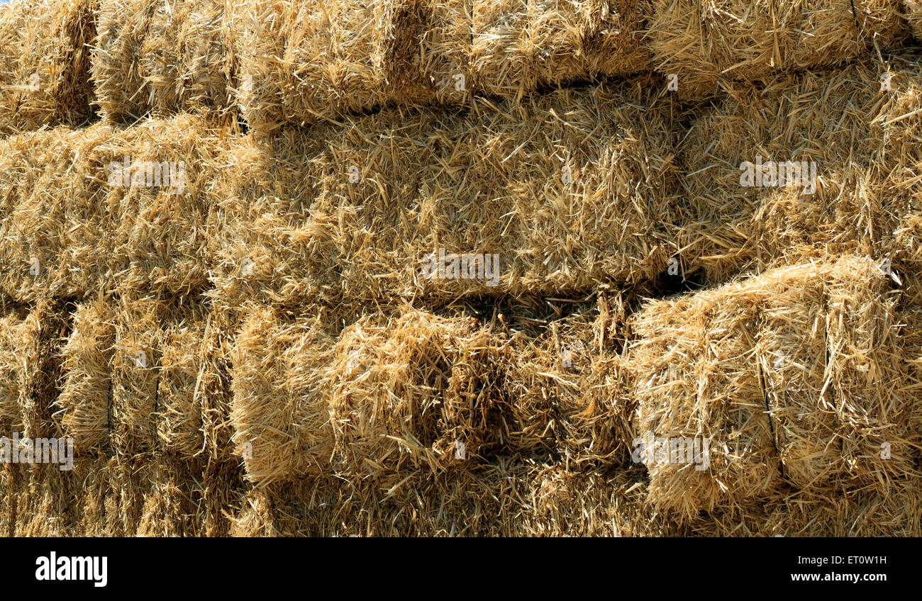 Stacked Straw Hay Bails Stock Photo - Alamy