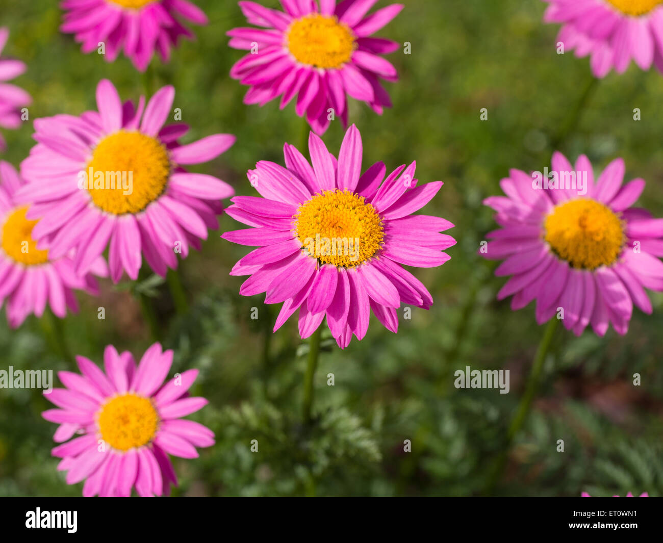 Pyrethrum Stock Photos & Pyrethrum Stock Images - Alamy