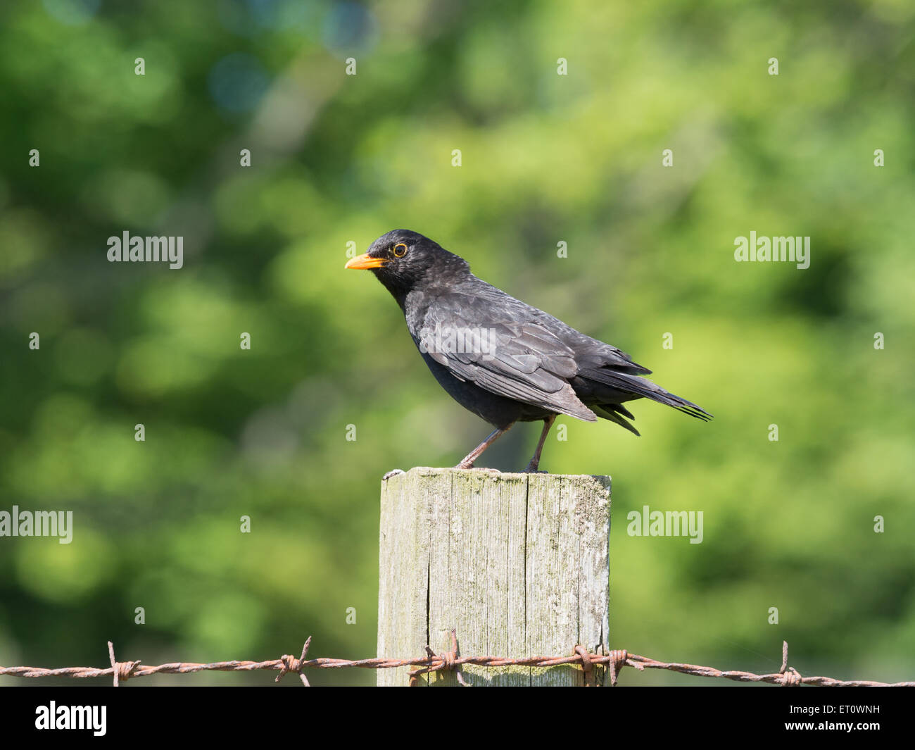Adult Male Blackbird High Resolution Stock Photography and Images - Alamy