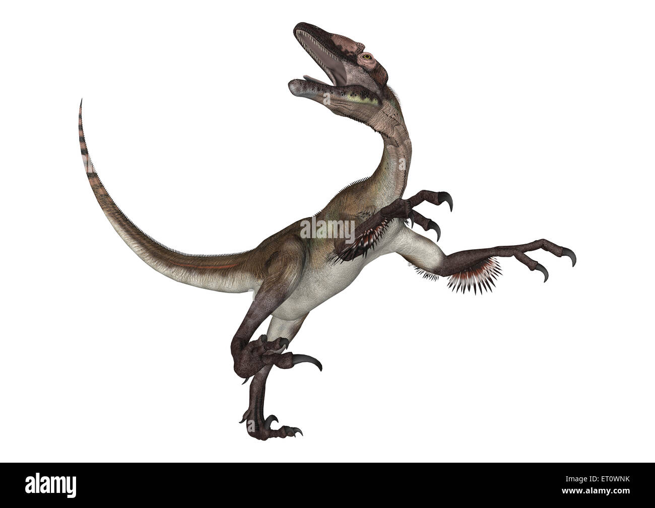 3D digital render of a dinosaur utahraptor isolated on white background ...