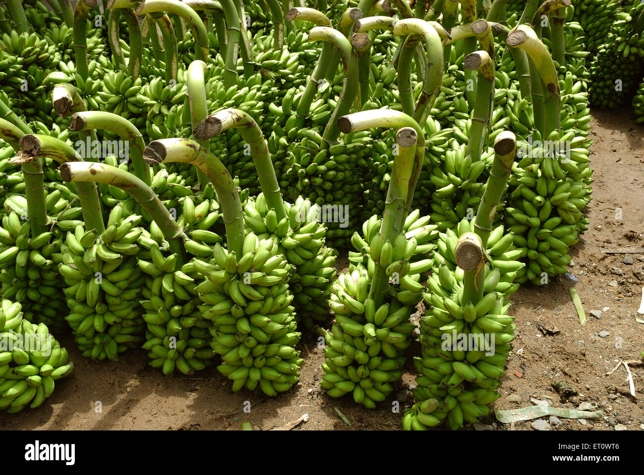 Banana vendor wholesale market of green bananas at Tiruvannamalai ...