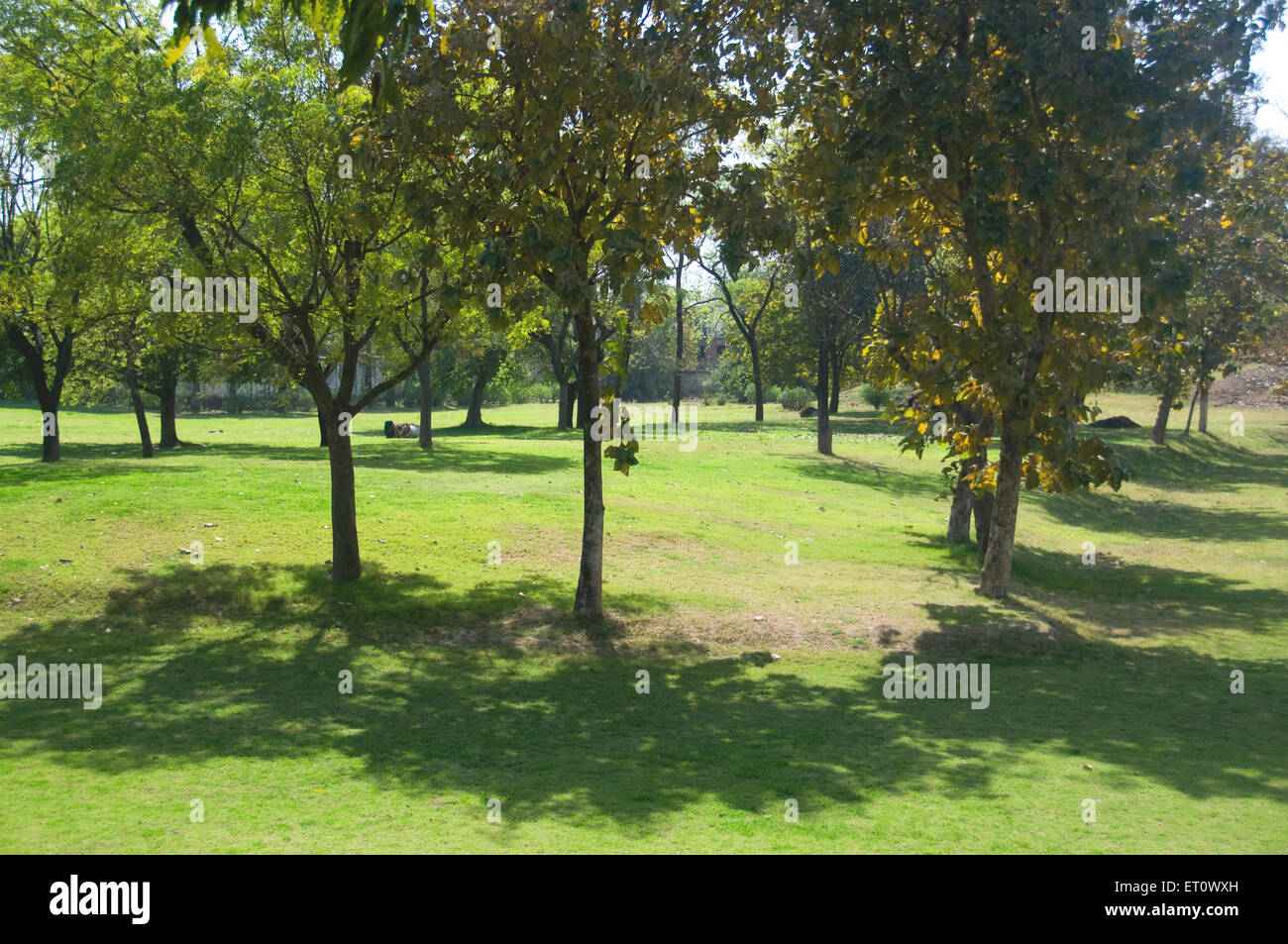 Trees close up garden tree hi-res stock photography and images - Alamy