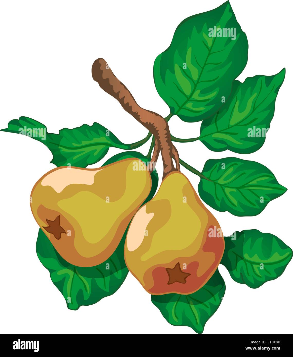 Pears vector vectors Stock Vector Images - Alamy