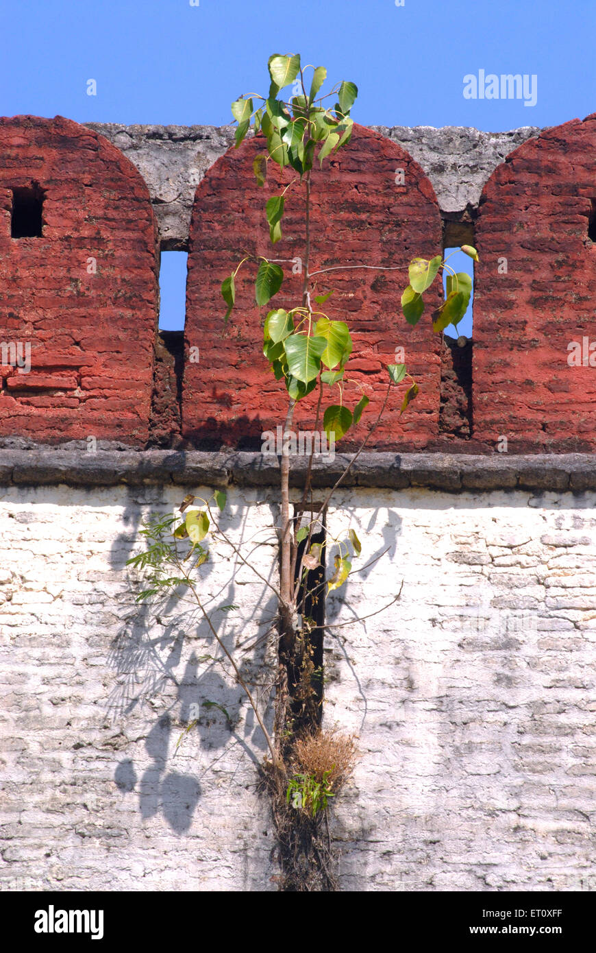bodhi tree, pippala tree, peepul tree, peepal tree, pipal tree ...