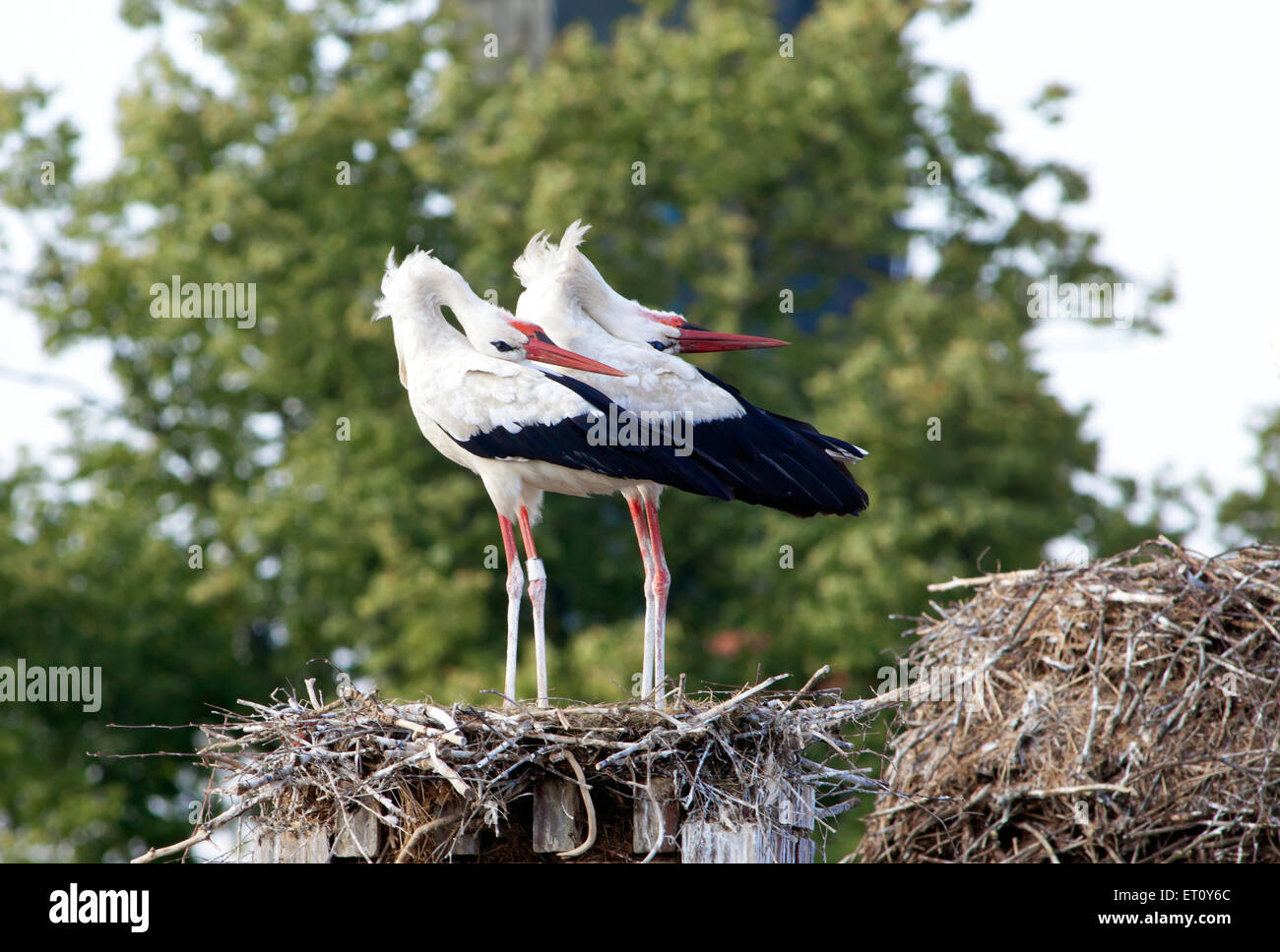 Ruehstaedt, Germany, storks on their nests Stock Photo - Alamy
