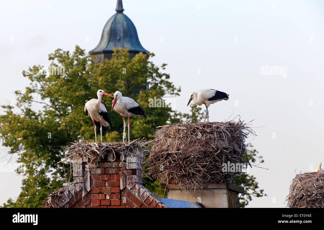 Ruehstaedt, Germany, storks on their nests Stock Photo - Alamy