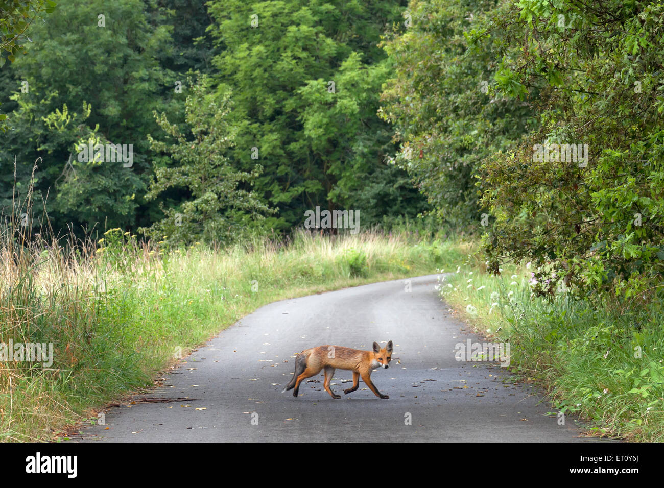 Fuchs germany hi-res stock photography and images - Alamy