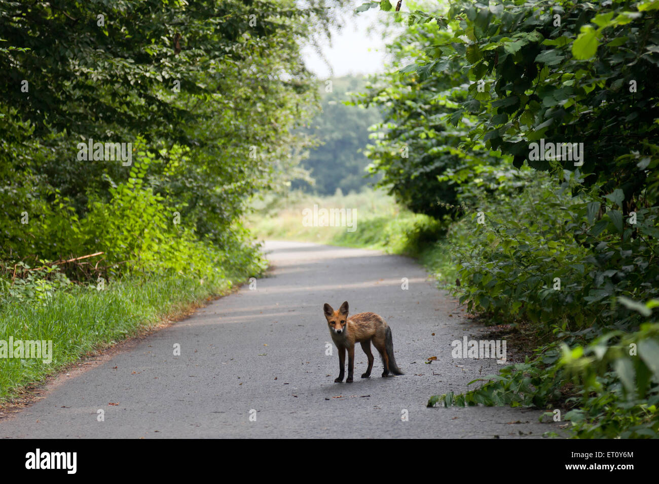 Fuchs germany hi-res stock photography and images - Alamy