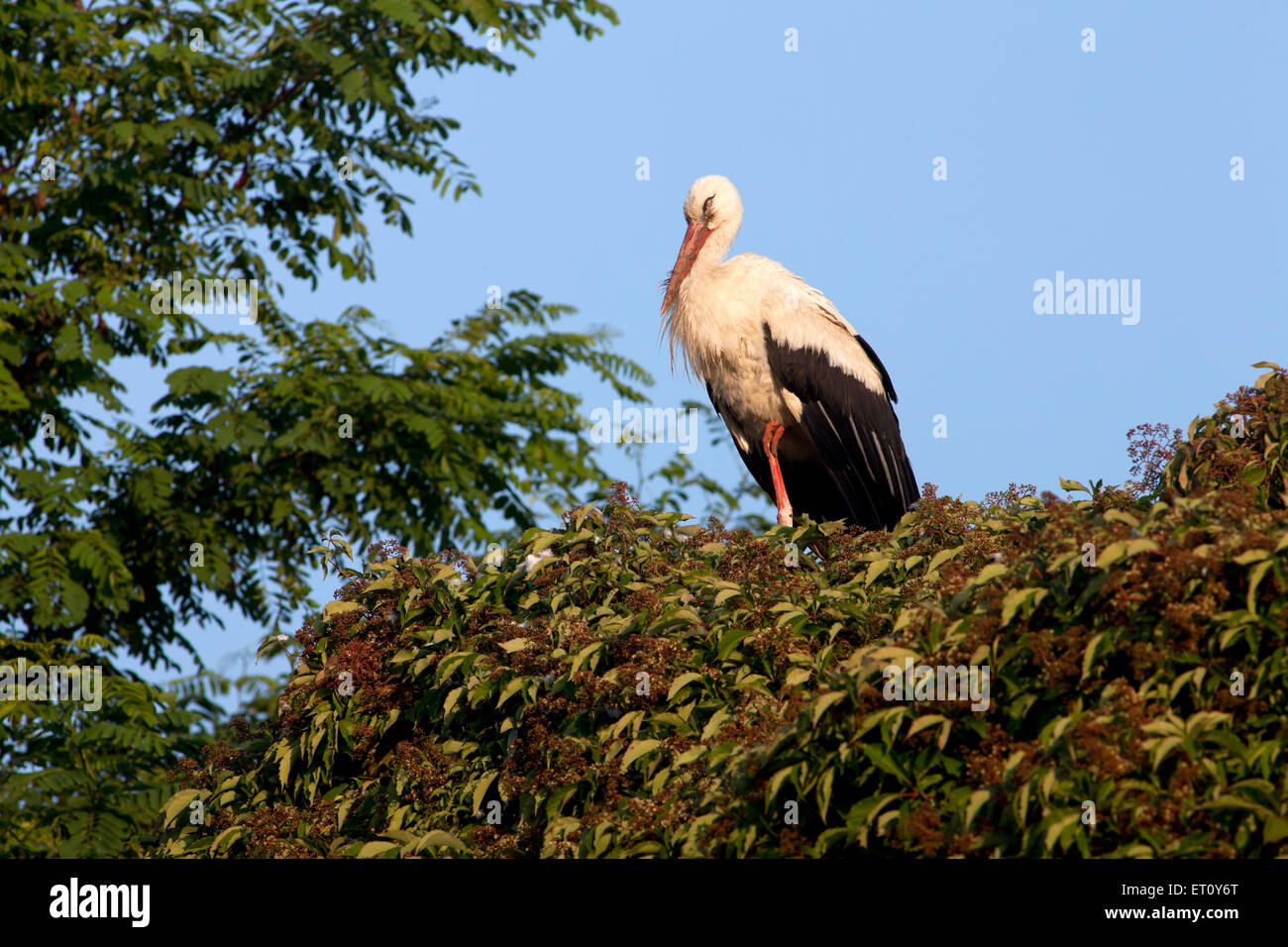 Sleeping on the roof hi-res stock photography and images - Alamy
