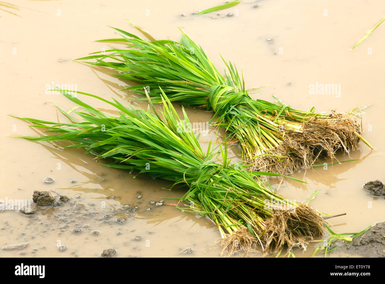Bunch of rice crop in muddy water for sowing ; Madh ; Malshej Ghat ...