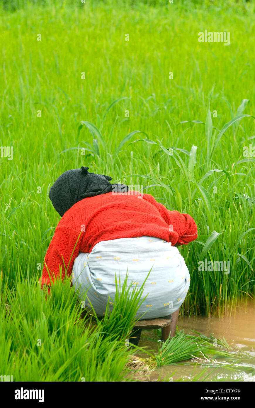 Woman sowing rice crop in paddy field ; Madh ; Malshej Ghat ...