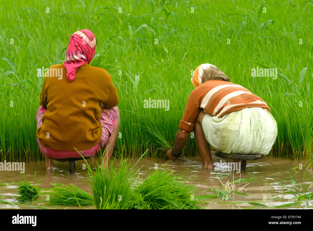 Bunch of paddy hi-res stock photography and images - Alamy
