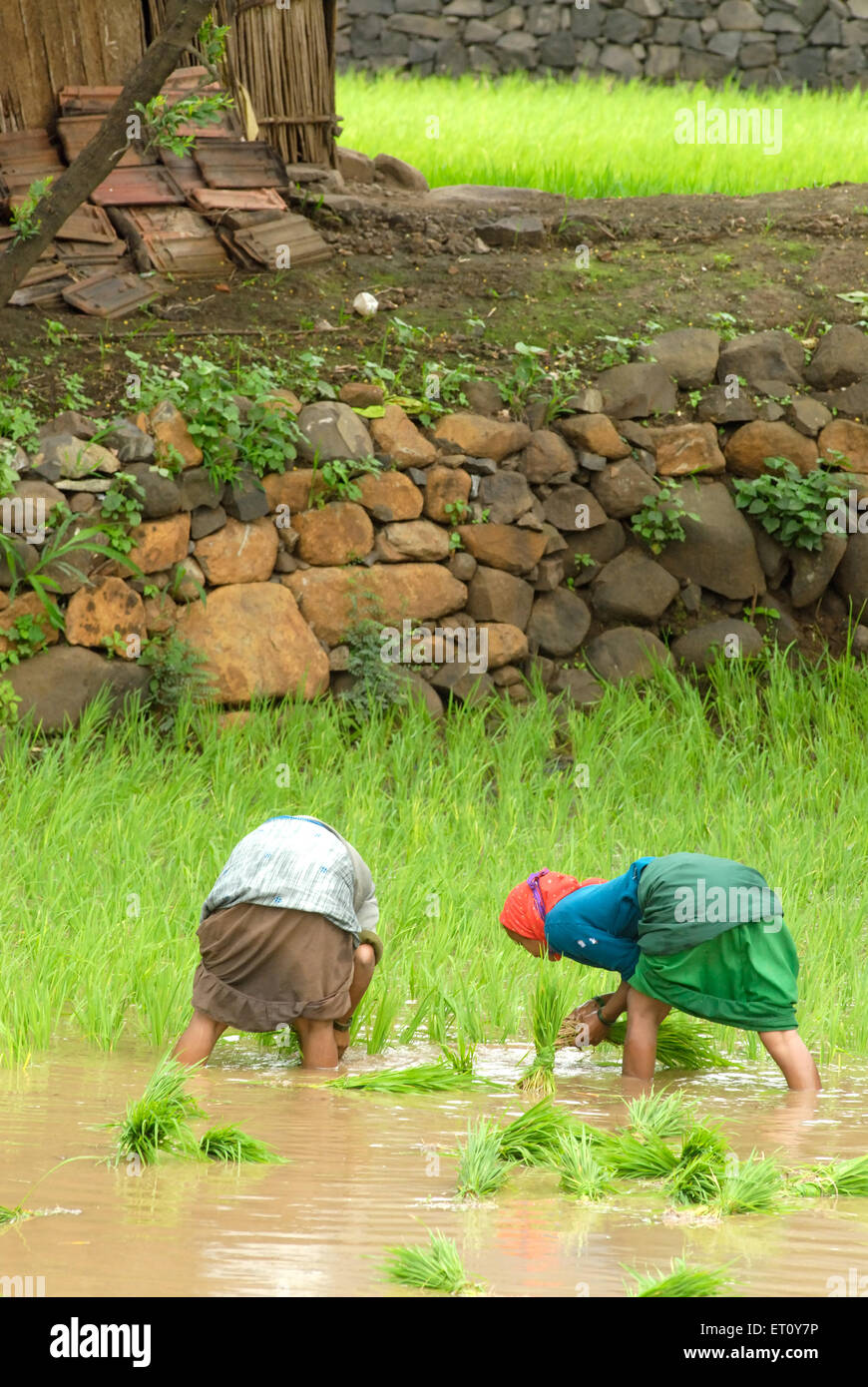Women sowing rice crop in paddy field ; Madh ; Malshej Ghat ...